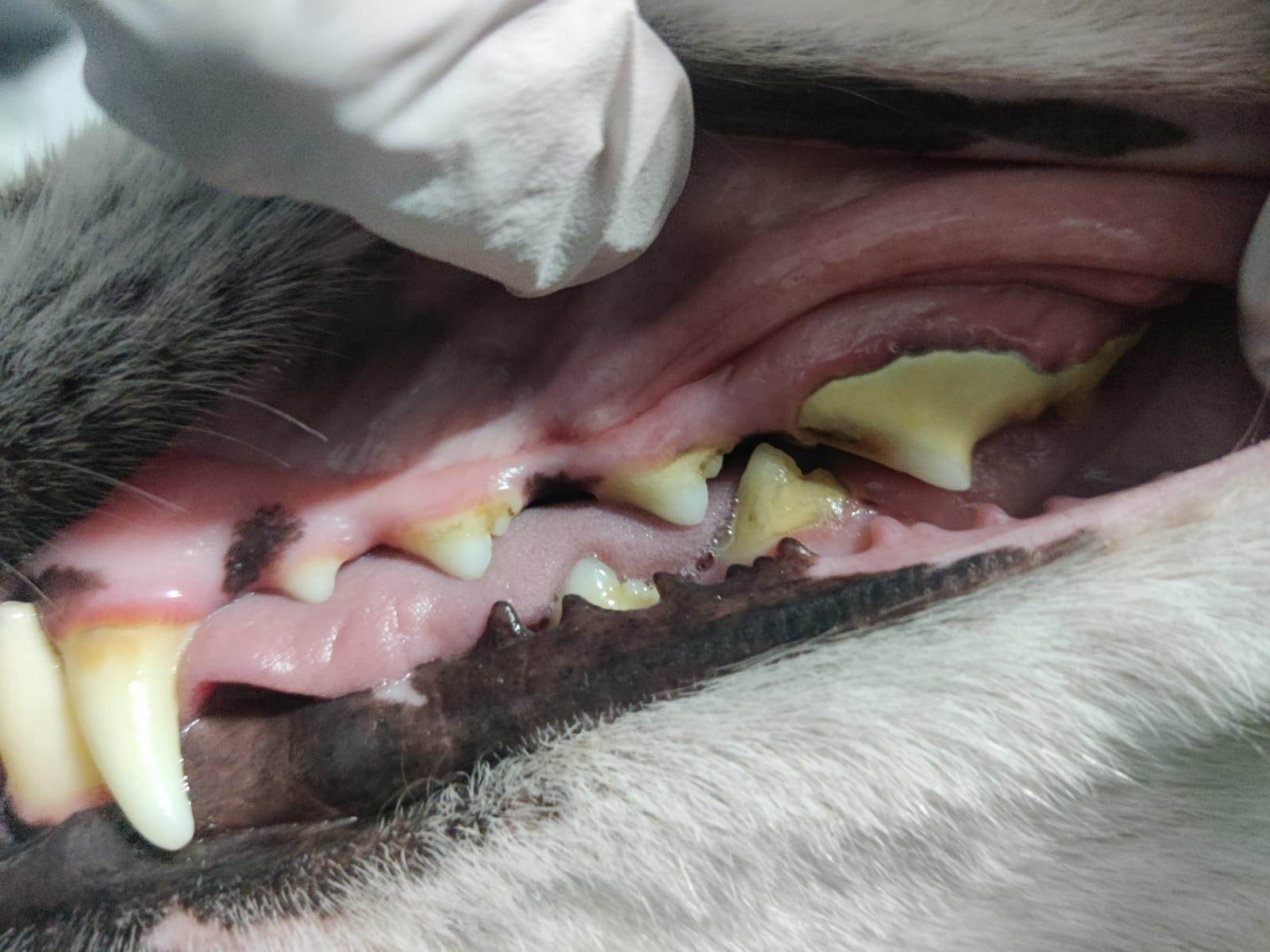 Non-Anesthetic Pet Dental Cleaning for Dogs & Cats - Royal Touch Pet Dental