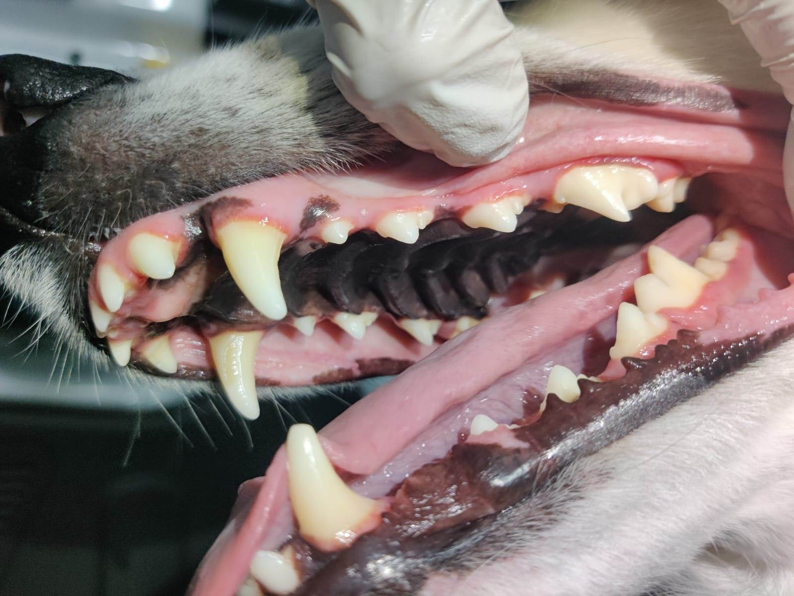 Non-Anesthetic Pet Dental Cleaning - Royal Touch Pet Dental