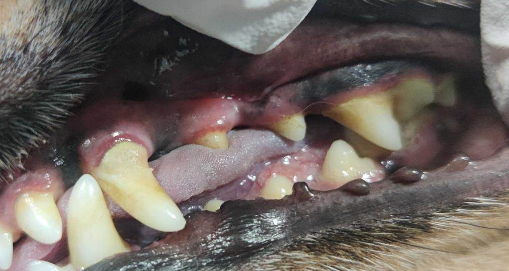 Non-Anesthetic Pet Dental Cleaning - Royal Touch Pet Dental
